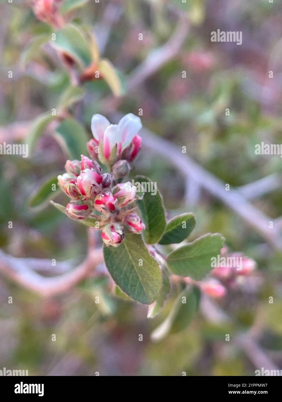 Utah Serviceberry (Amelanchier utahensis Stock Photo - Alamy