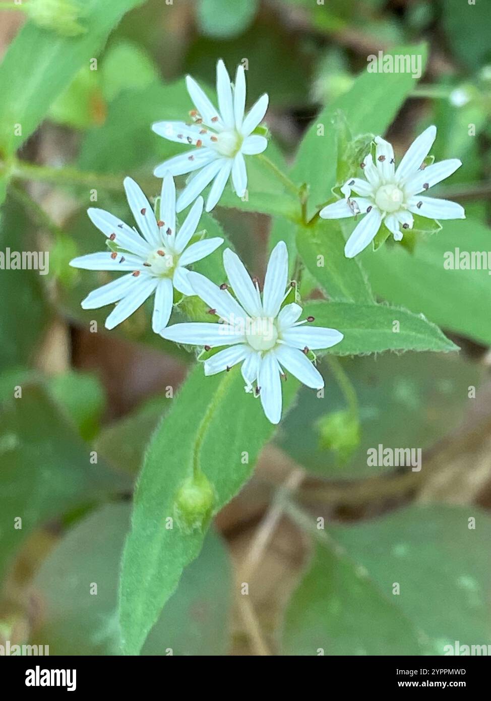 star chickweed (Stellaria pubera Stock Photo - Alamy
