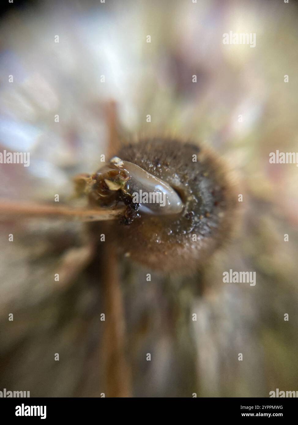 Cheese Snail (Helicodonta obvoluta Stock Photo - Alamy