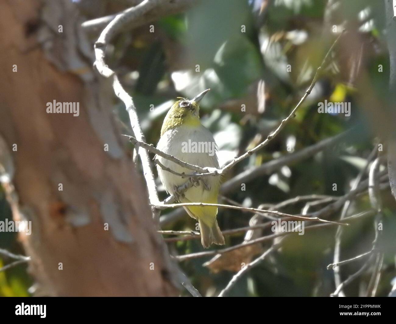 Swinhoe's White-eye (Zosterops simplex Stock Photo - Alamy