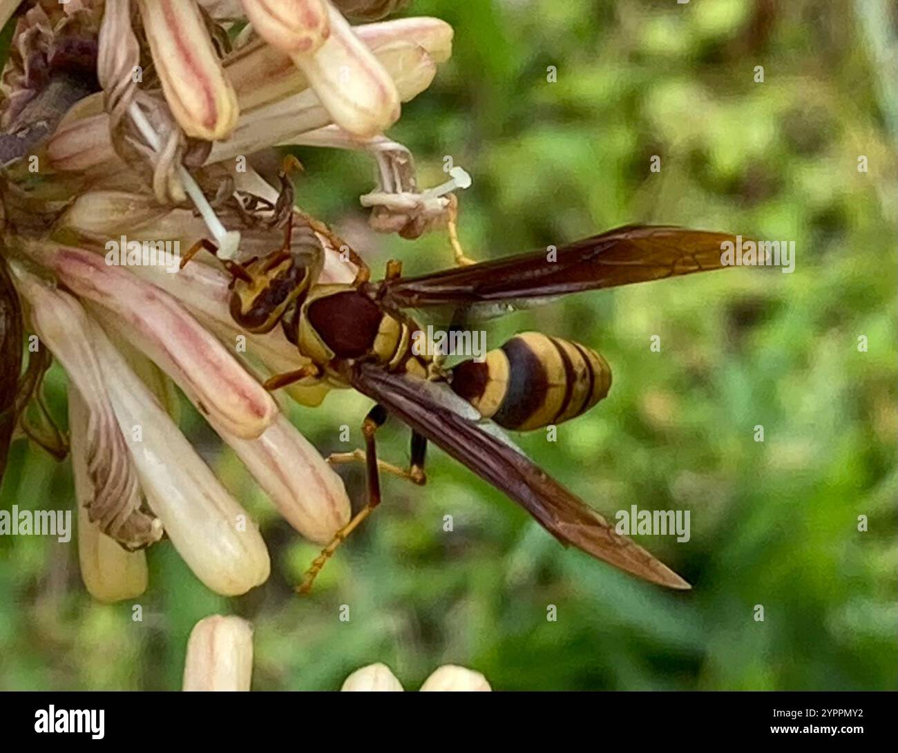Polistes major major hi-res stock photography and images - Alamy