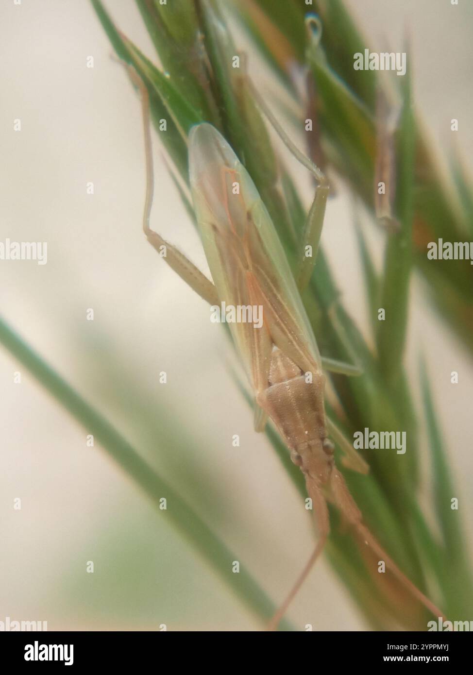 Grass bug (Stenodema laevigata Stock Photo - Alamy