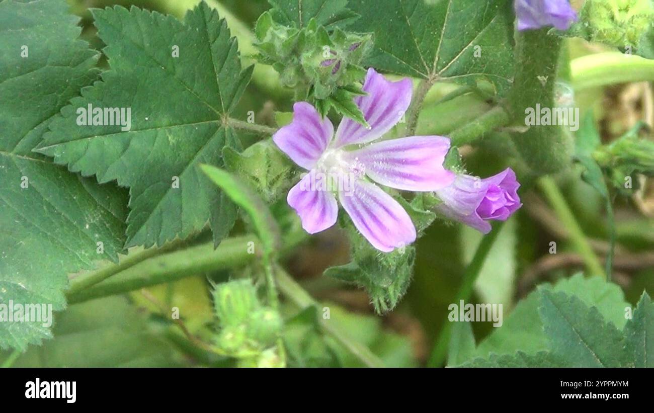 Cretan mallow (Malva multiflora Stock Photo - Alamy