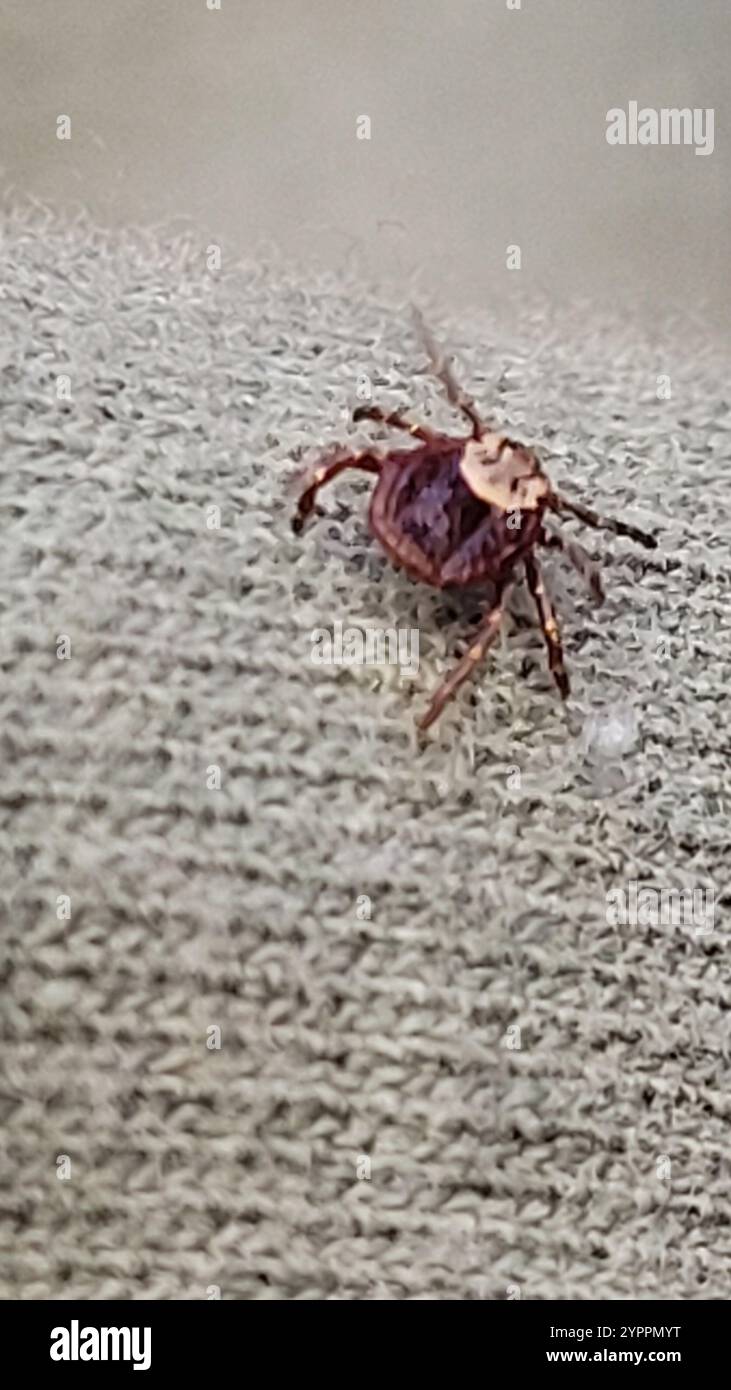 Rocky Mountain Wood Tick (Dermacentor andersoni Stock Photo - Alamy