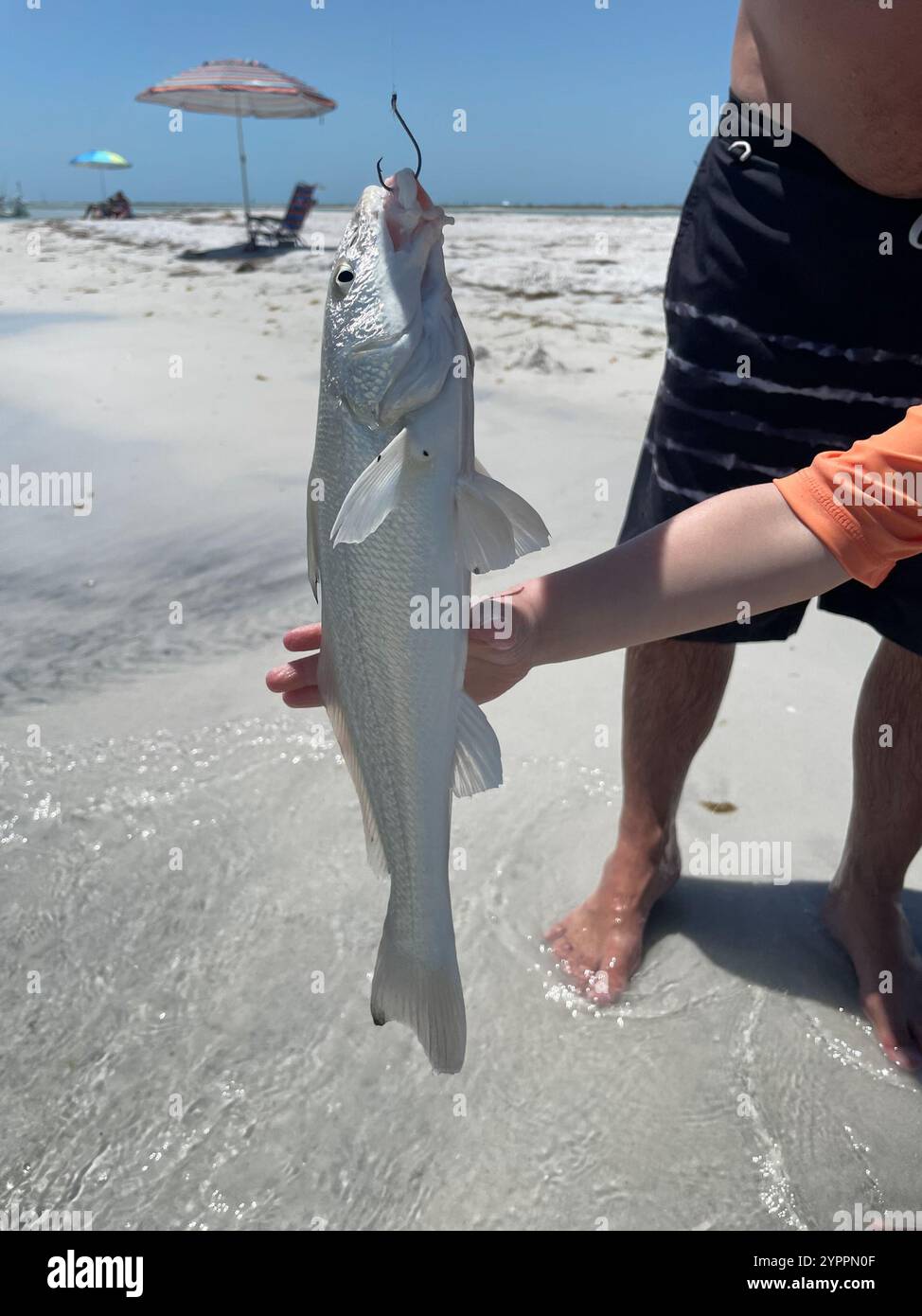 Gulf Kingcroaker (Menticirrhus littoralis Stock Photo - Alamy