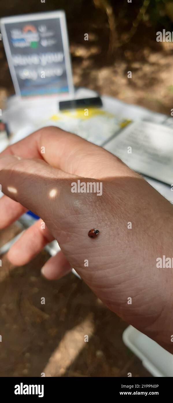 Two-spotted Lady Beetle (Adalia bipunctata Stock Photo - Alamy