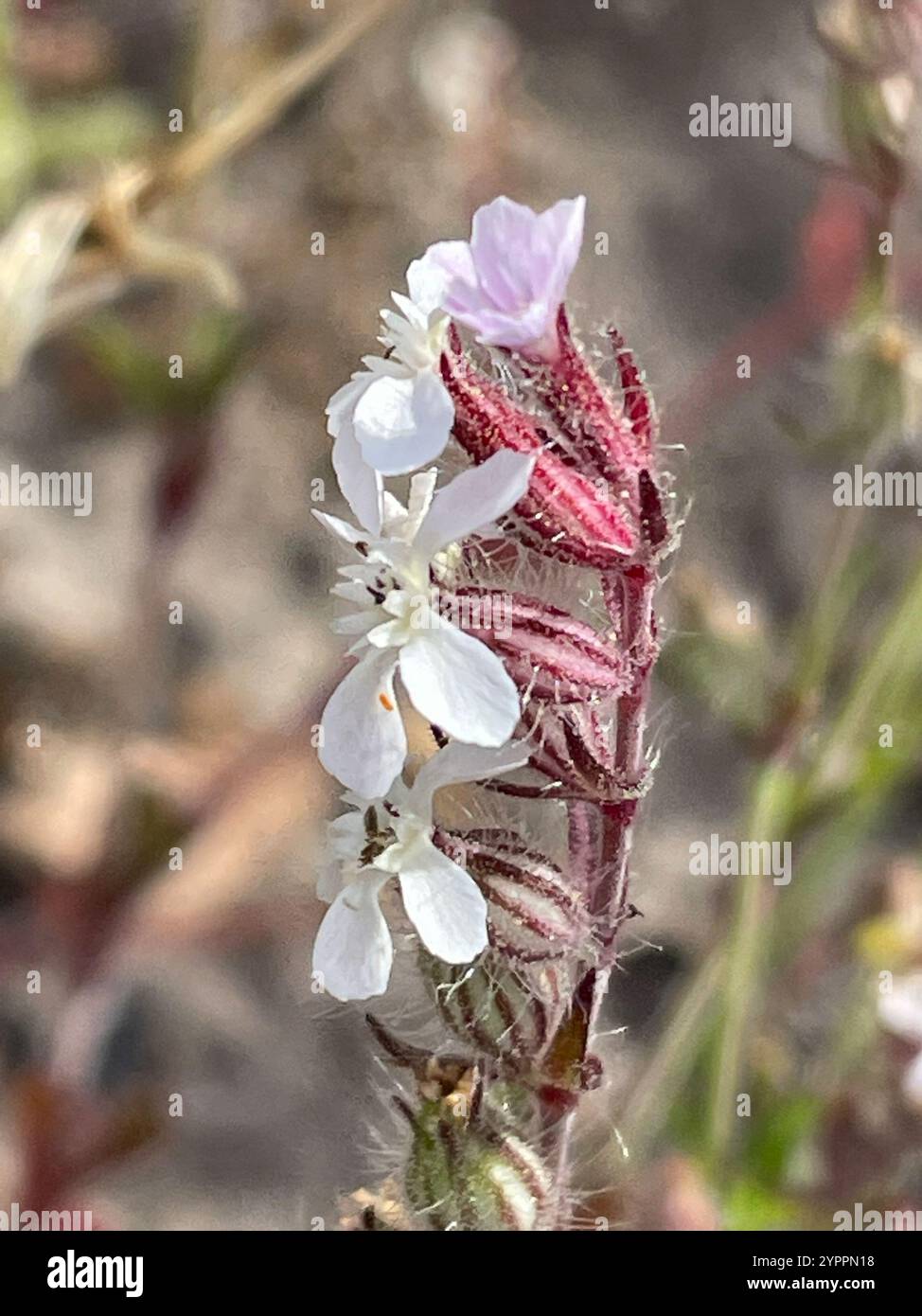 Small-flowered Catchfly (Silene gallica Stock Photo - Alamy