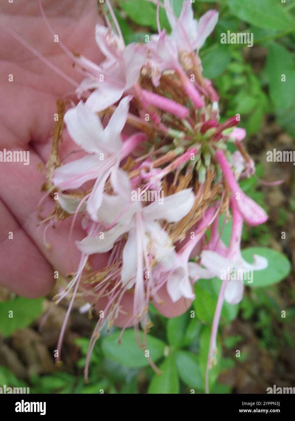 Mountain Azalea (Rhododendron canescens Stock Photo - Alamy