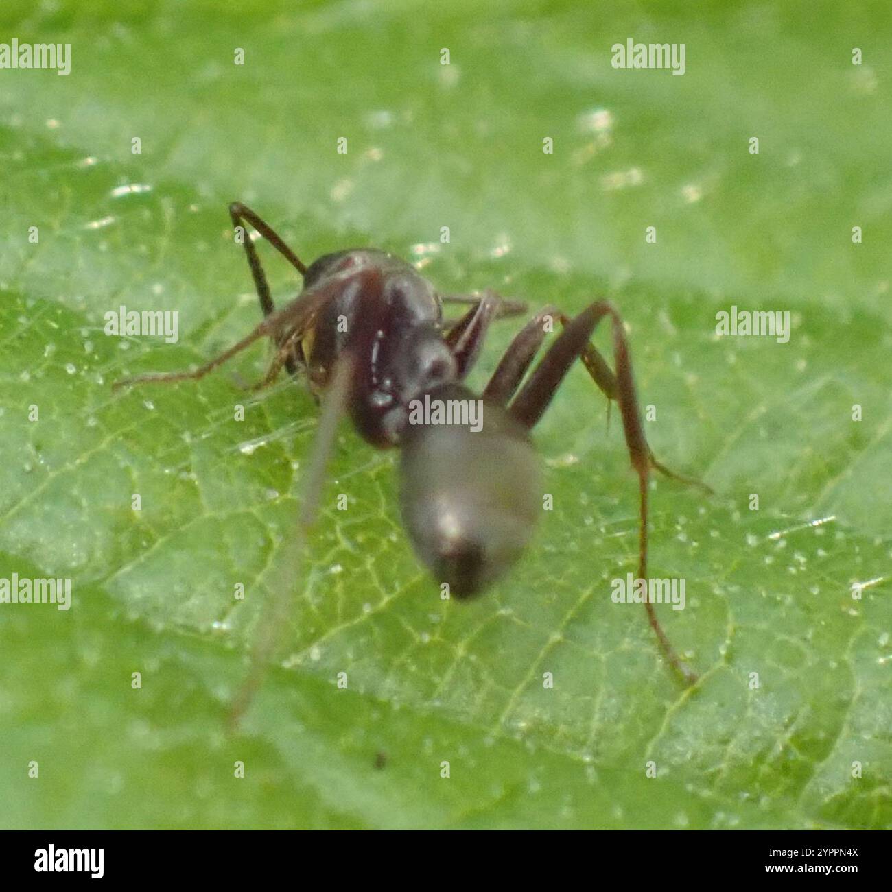 fusca-group Field Ants and Allies (Formica fusca Stock Photo - Alamy
