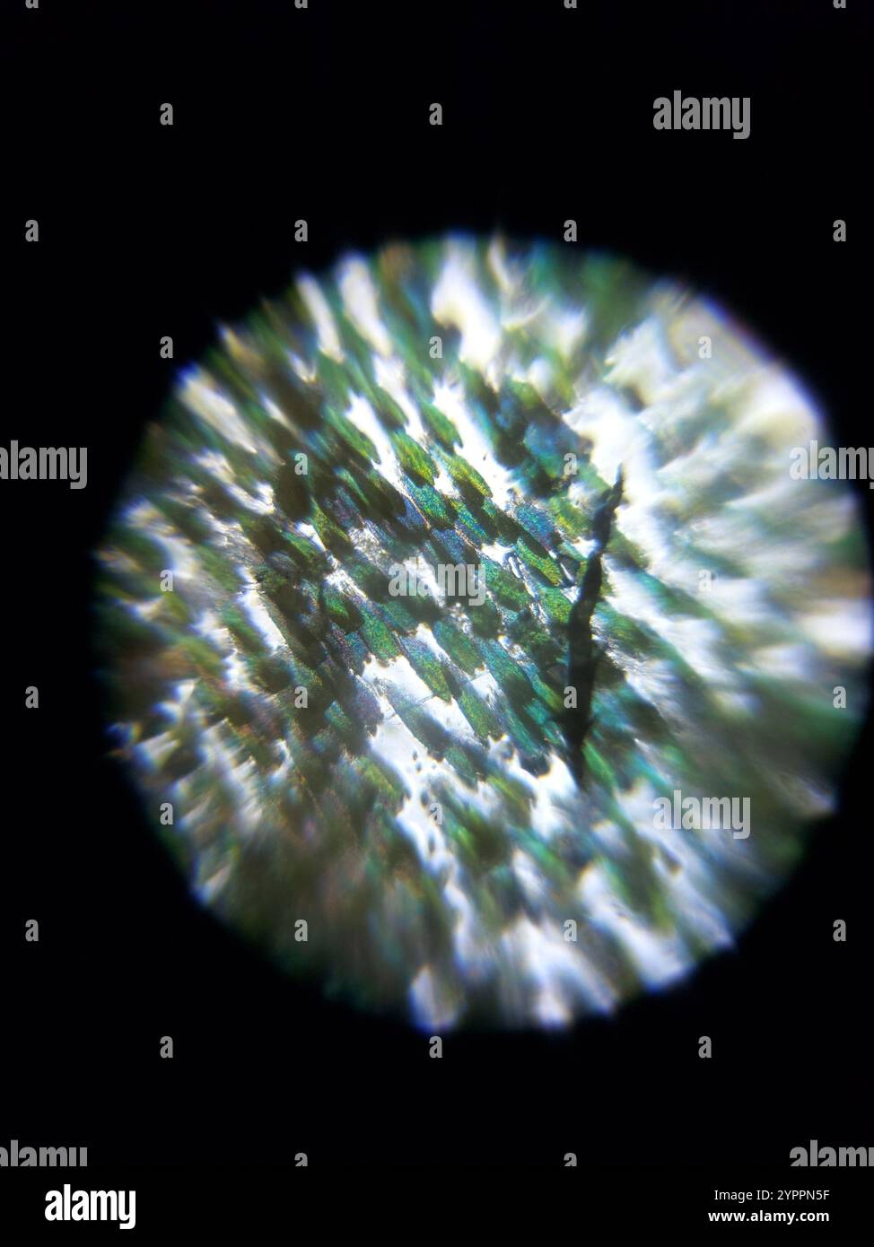 Three-tailed Tiger Swallowtail (Papilio pilumnus Stock Photo - Alamy