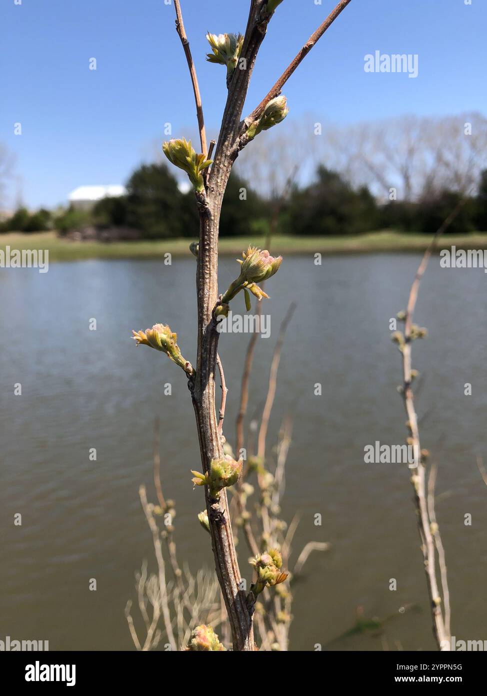 common prickly ash (Zanthoxylum americanum Stock Photo - Alamy