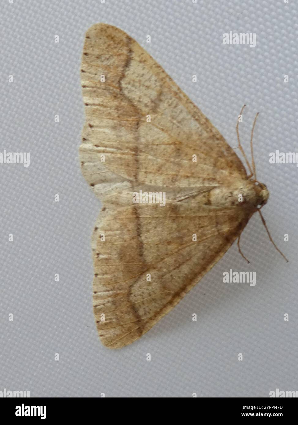 Dotted Border Moth (Agriopis marginaria Stock Photo - Alamy