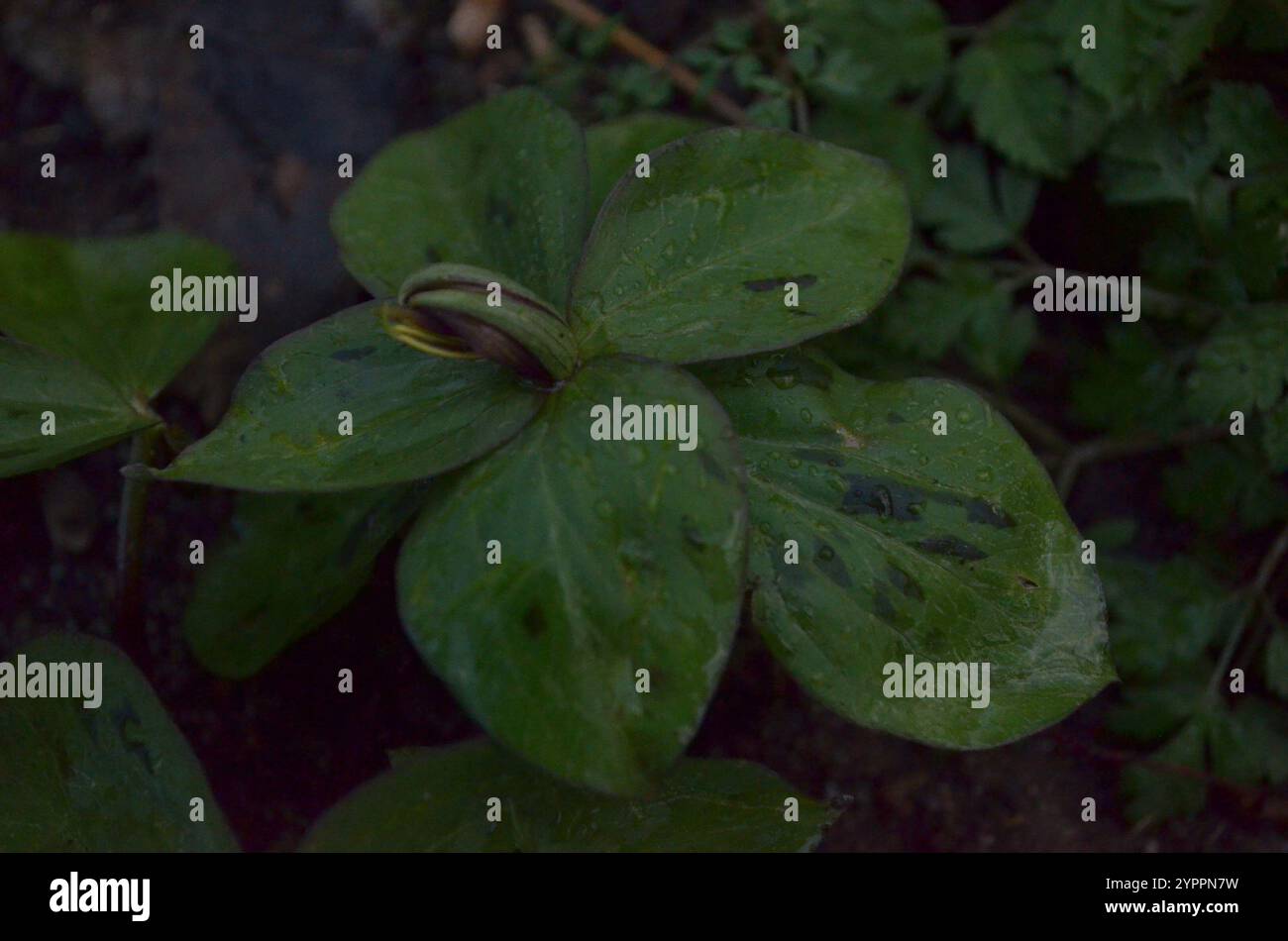 toadshade (Trillium sessile Stock Photo - Alamy