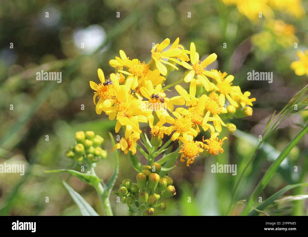 Texas ragwort (Senecio ampullaceus Stock Photo - Alamy