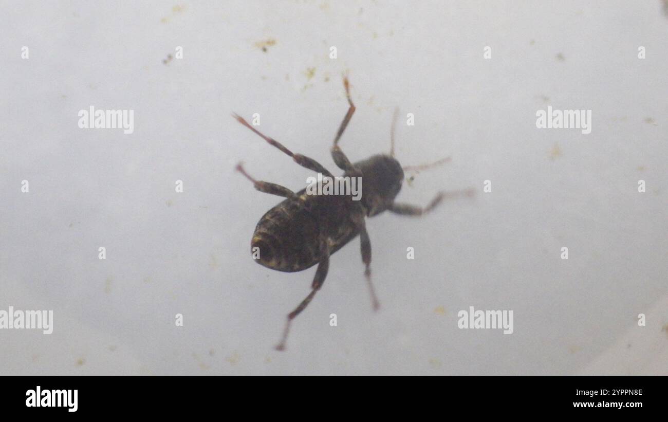 Riffle Beetles (Elmidae Stock Photo - Alamy