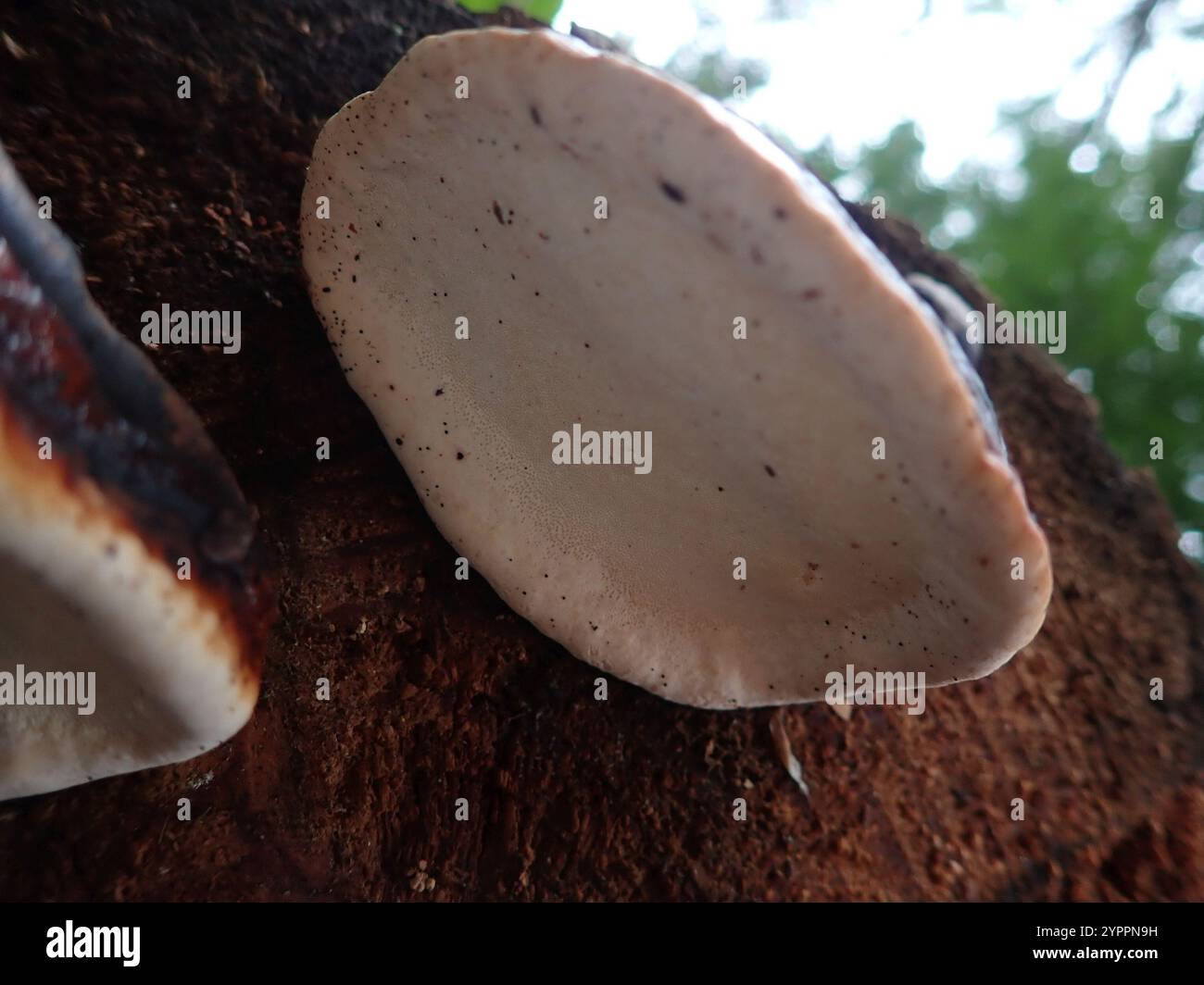 Northern Red Belt (Fomitopsis mounceae Stock Photo - Alamy