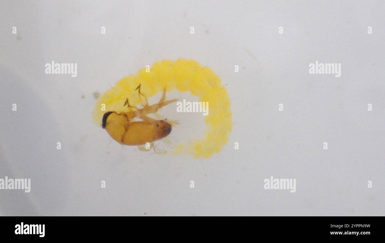 Little Black Caddisflies (Chimarra Stock Photo - Alamy