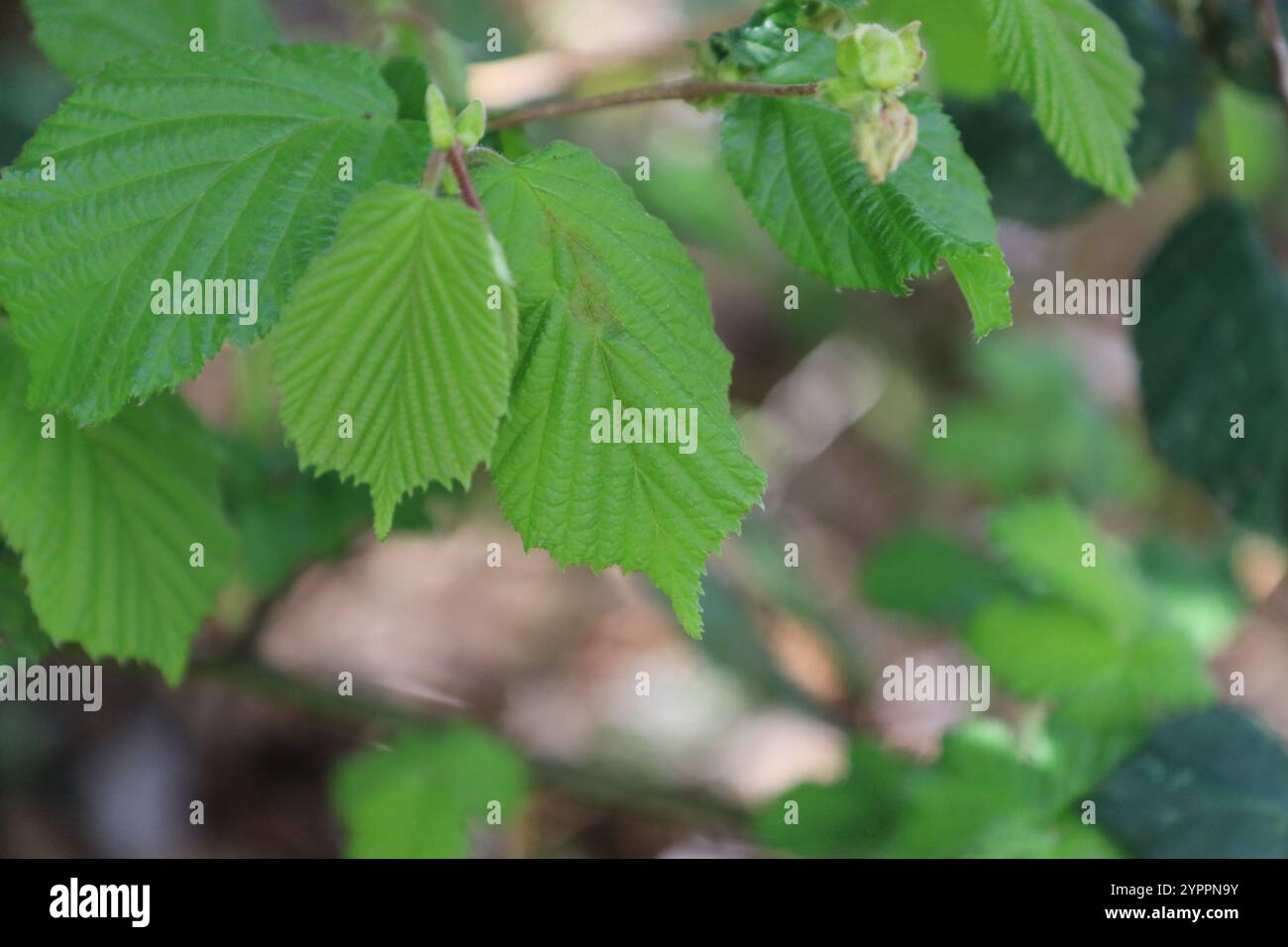 common hazel (Corylus avellana Stock Photo - Alamy