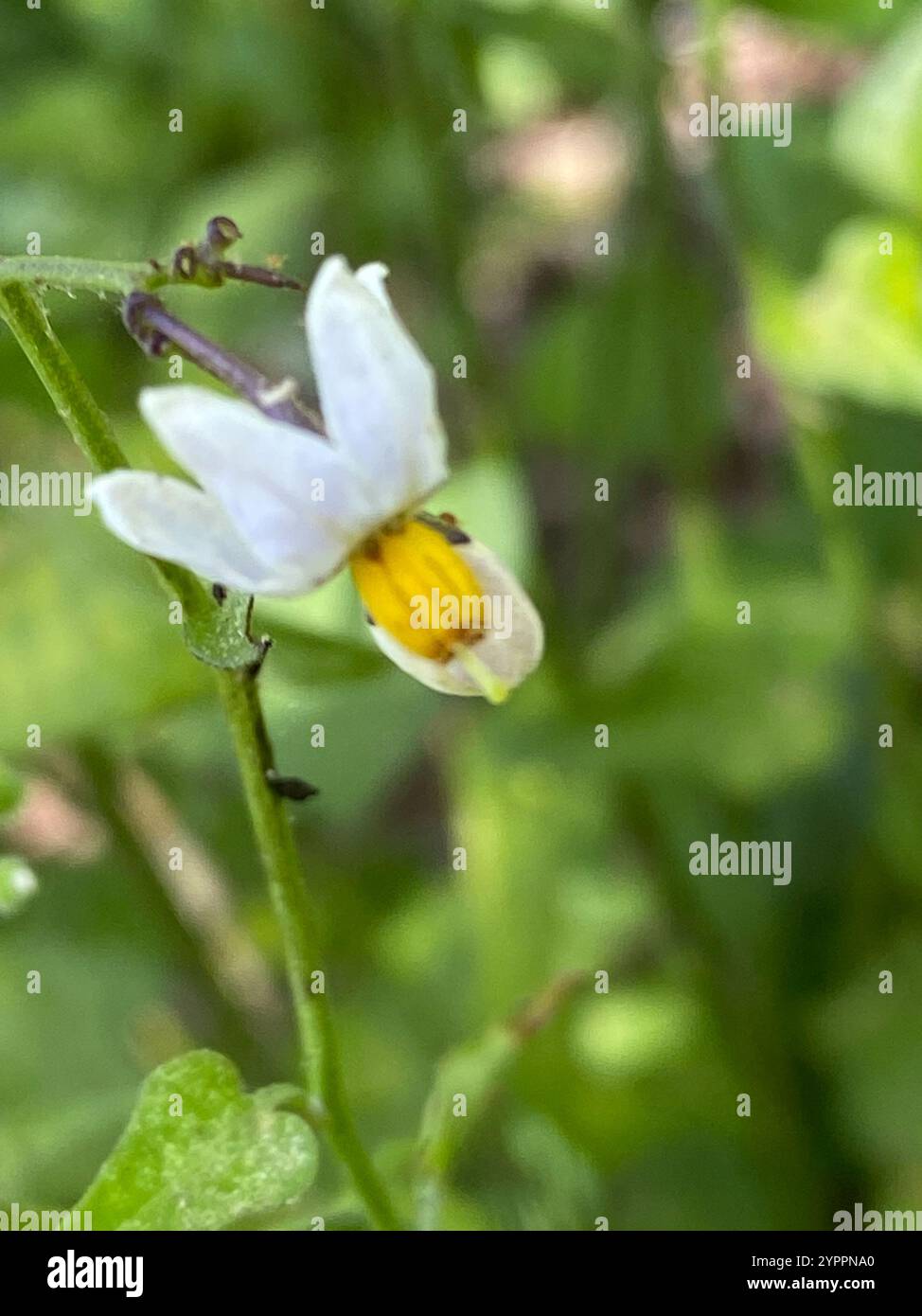 Texas nightshade (Solanum triquetrum Stock Photo - Alamy