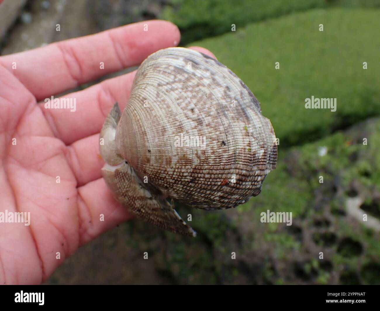 Ruditapes philippinarum hi-res stock photography and images - Alamy