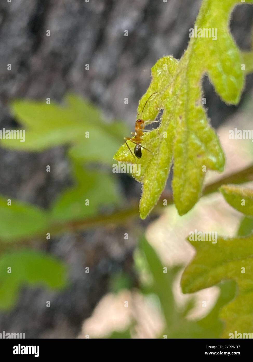 True Bugs (Heteroptera Stock Photo - Alamy