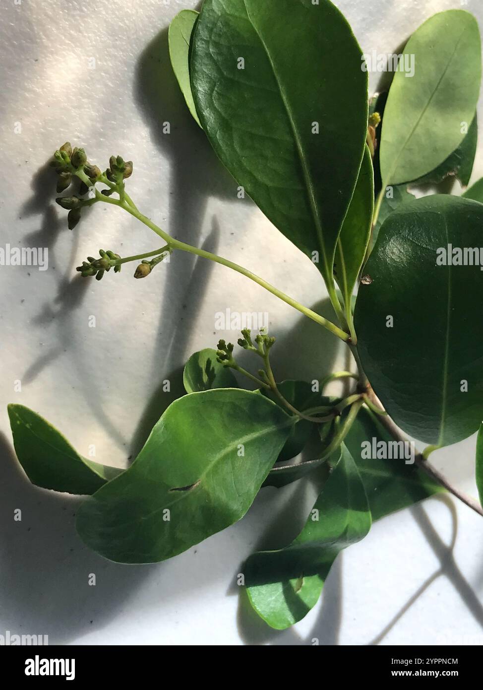 Guapira discolor hi-res stock photography and images - Alamy