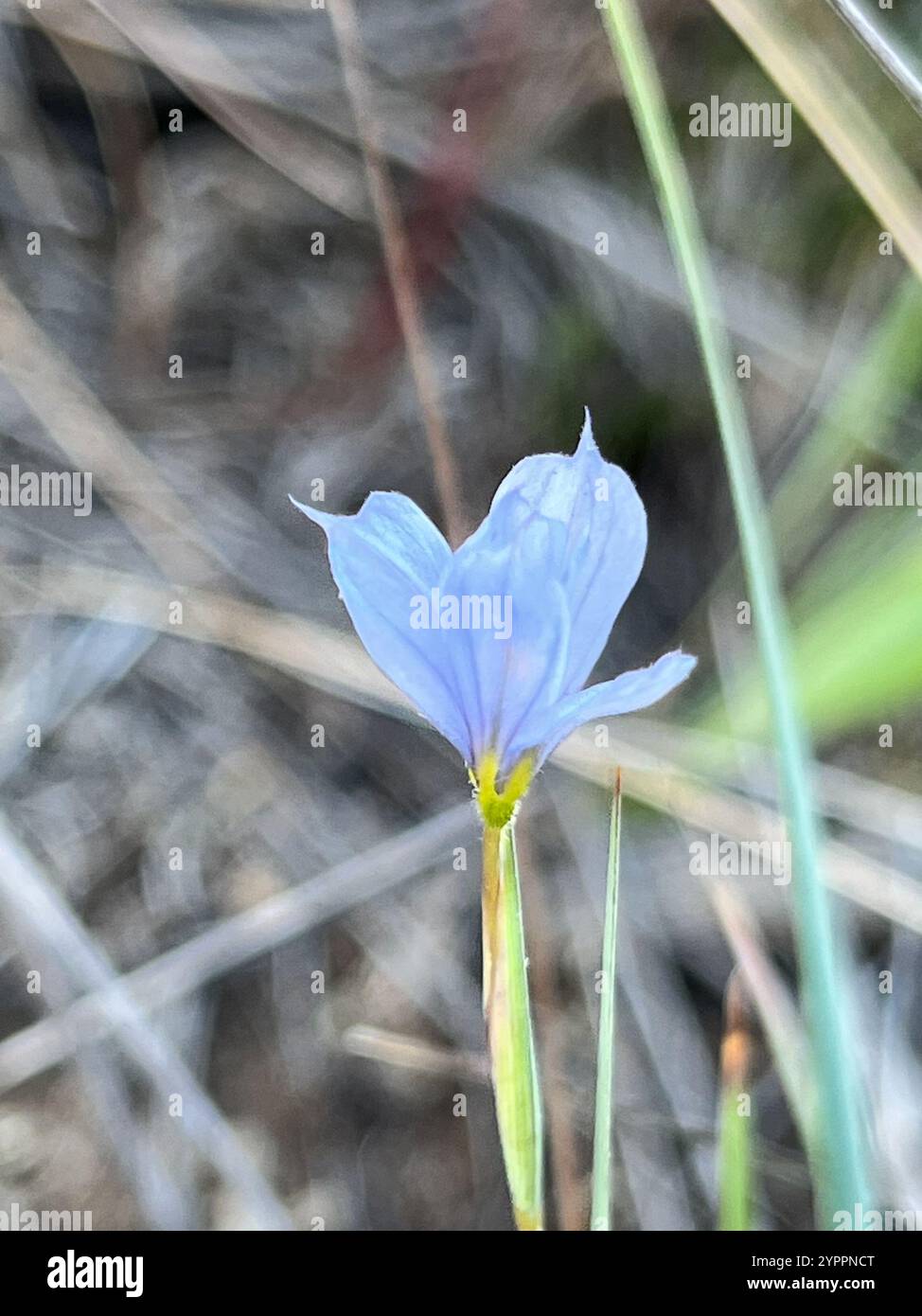 western blue-eyed grass (Sisyrinchium bellum Stock Photo - Alamy