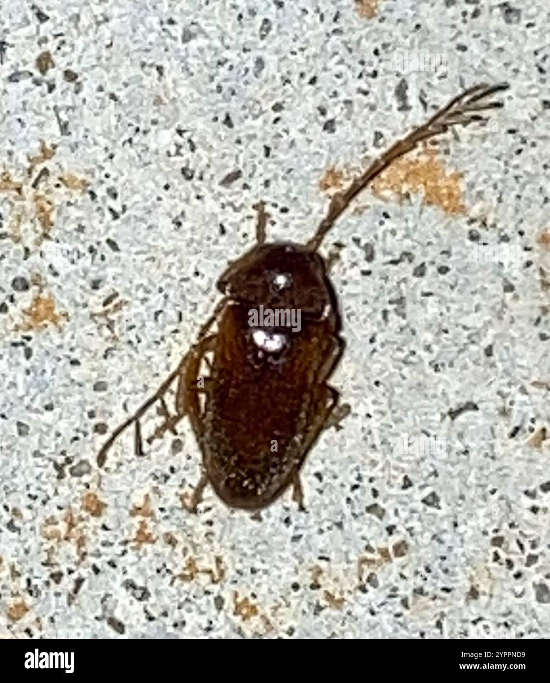 Toe-winged Beetles (Ptilodactylidae Stock Photo - Alamy