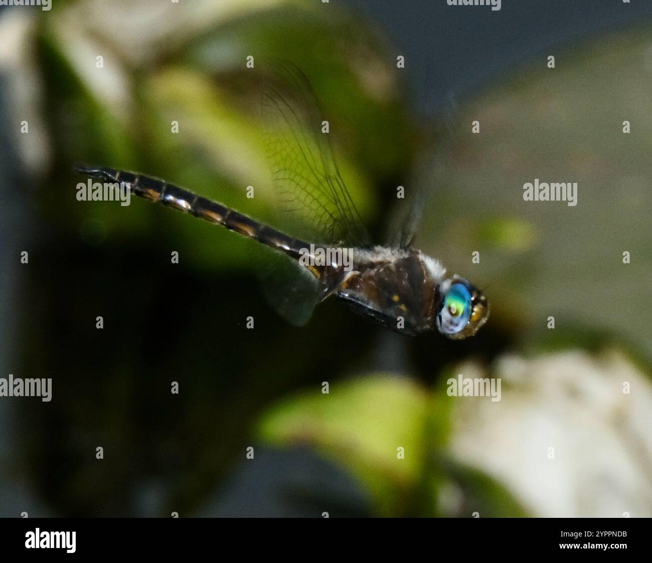 Cynosura hi-res stock photography and images - Alamy
