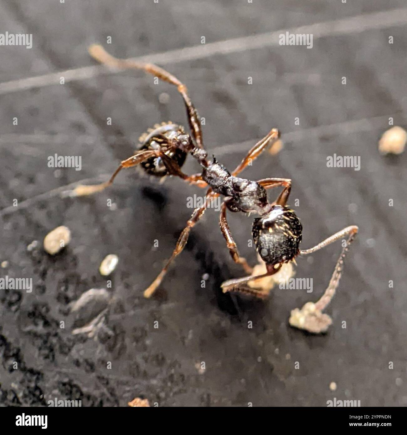 Aphaenogaster picea hi-res stock photography and images - Alamy