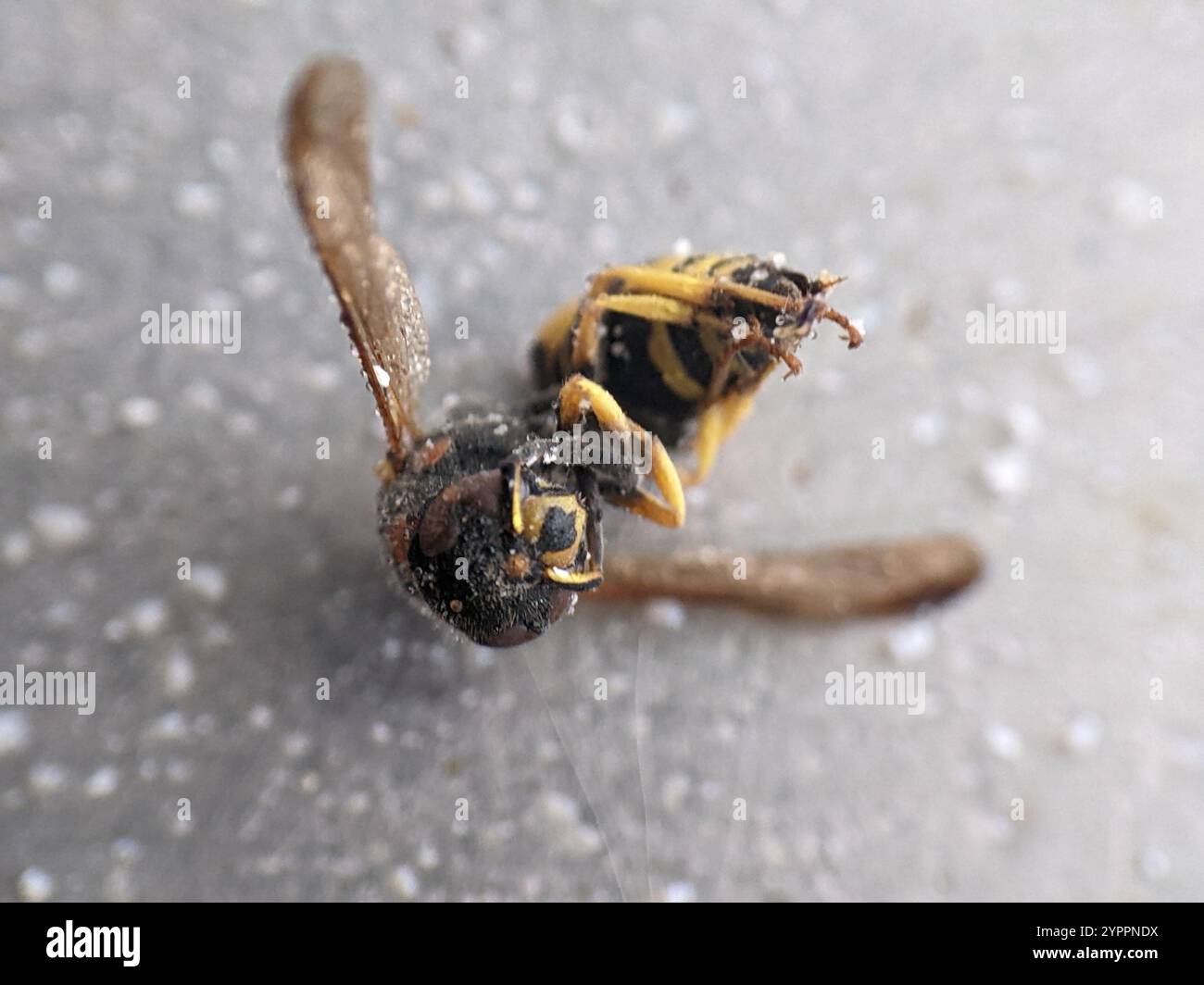 Ancistrocerus gazella hi-res stock photography and images - Alamy
