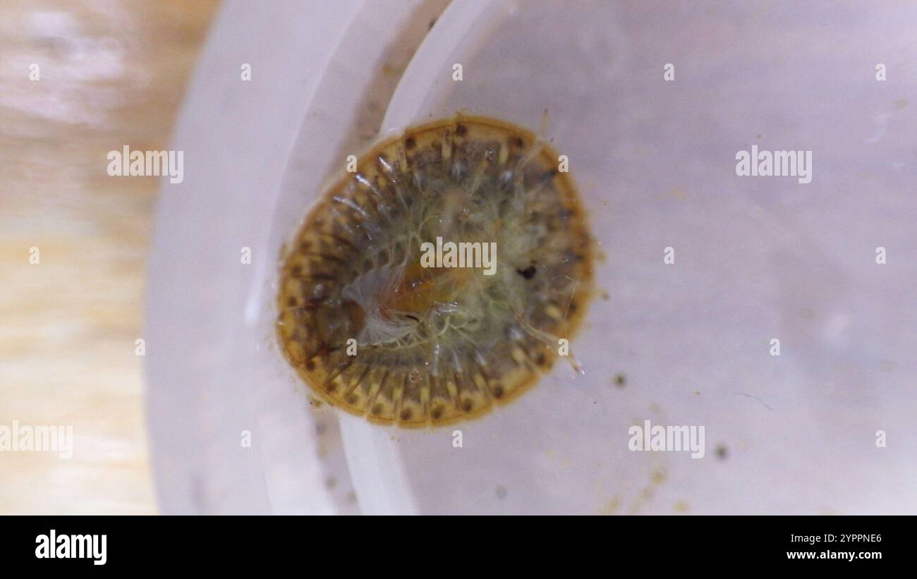 Herrick's Water Penny Beetle (Psephenus herricki Stock Photo - Alamy