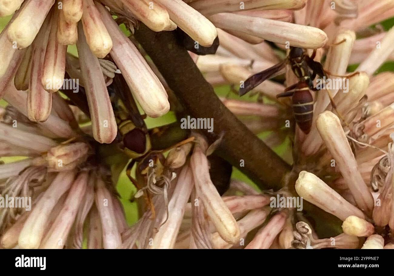 Polistes major hi-res stock photography and images - Alamy