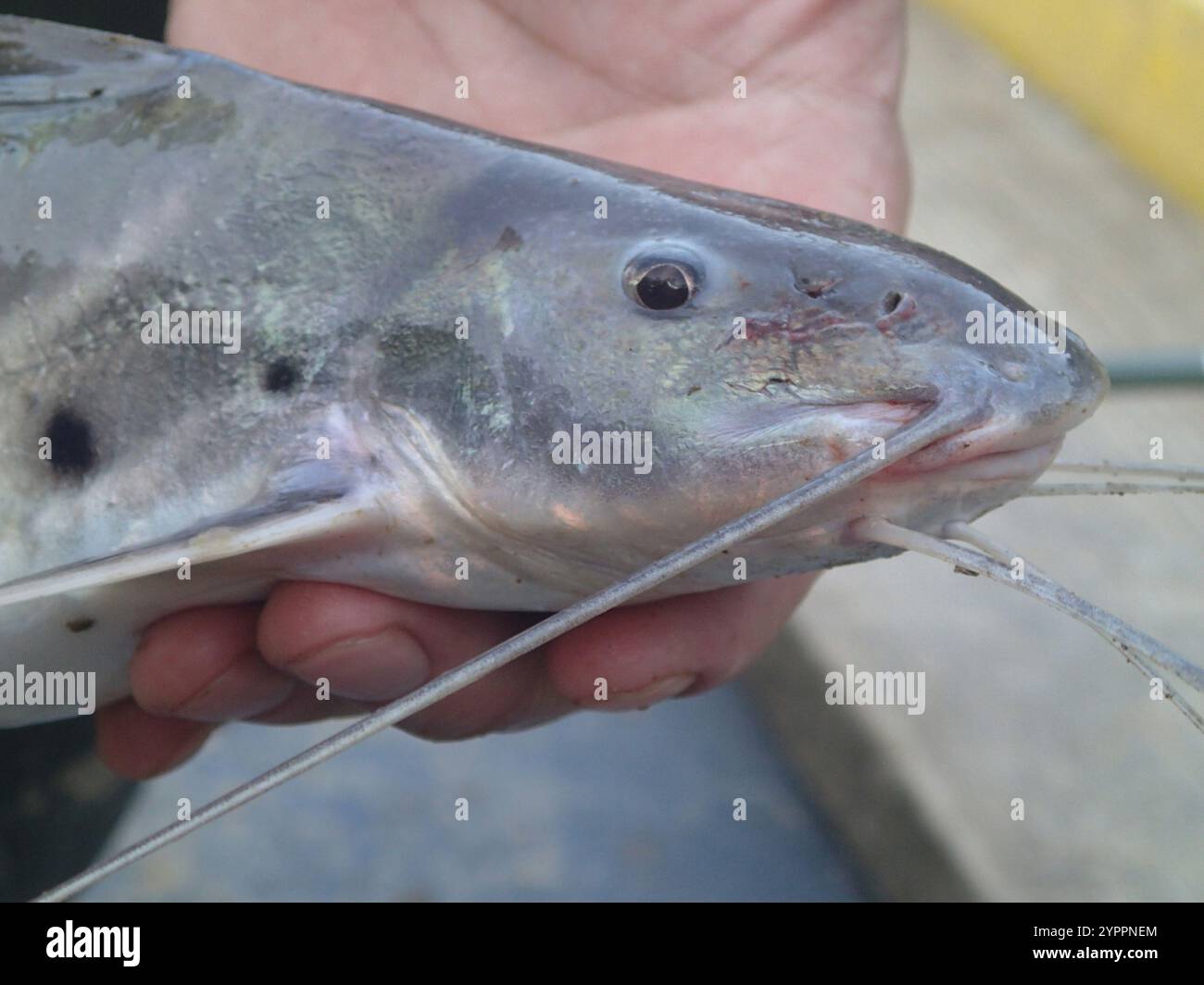 Vulture Catfish (Calophysus macropterus Stock Photo - Alamy
