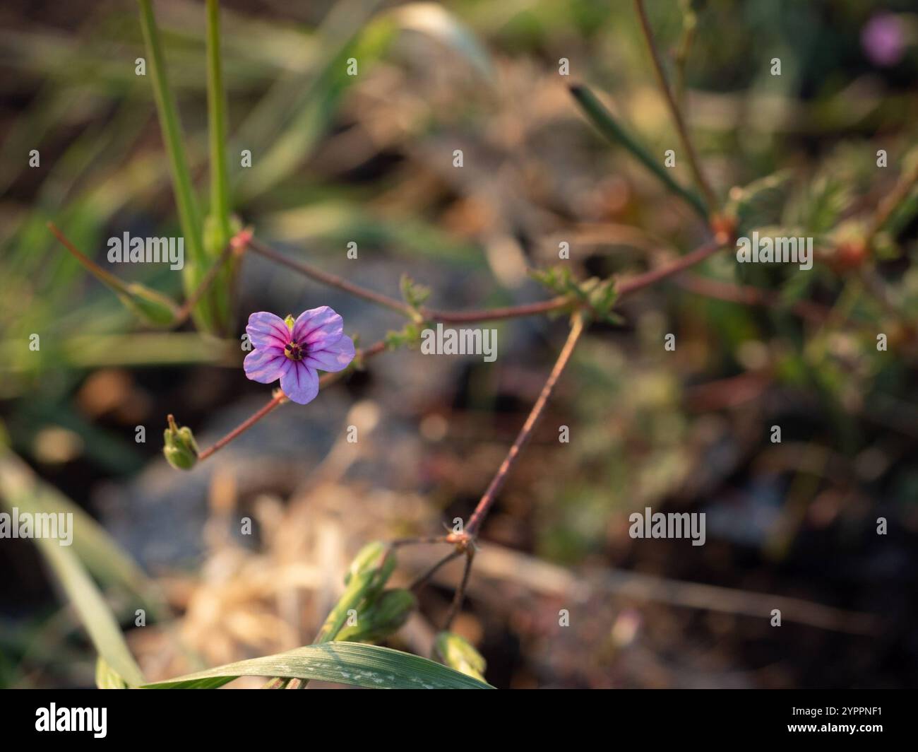 Mediterranean Stork's-bill (Erodium botrys Stock Photo - Alamy