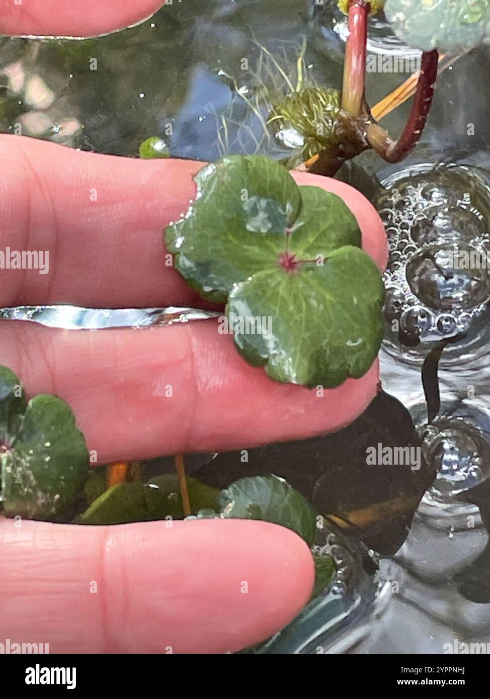 floating marsh pennywort (Hydrocotyle ranunculoides Stock Photo - Alamy