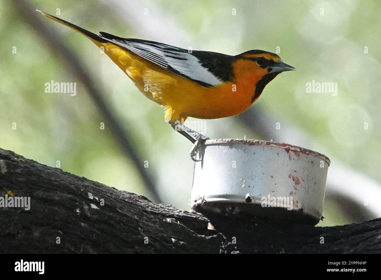 Bullock's Oriole (Icterus bullockii Stock Photo - Alamy