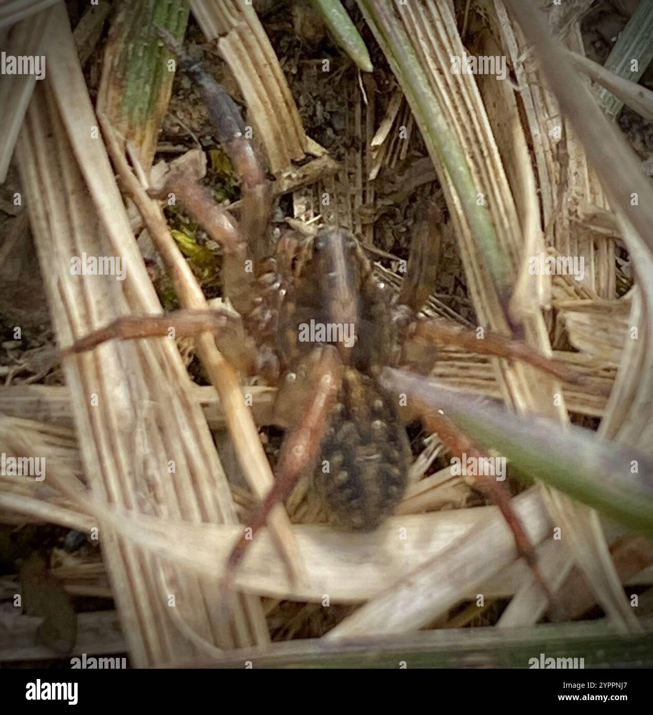 Ground wolf spider (Trochosa terricola Stock Photo - Alamy