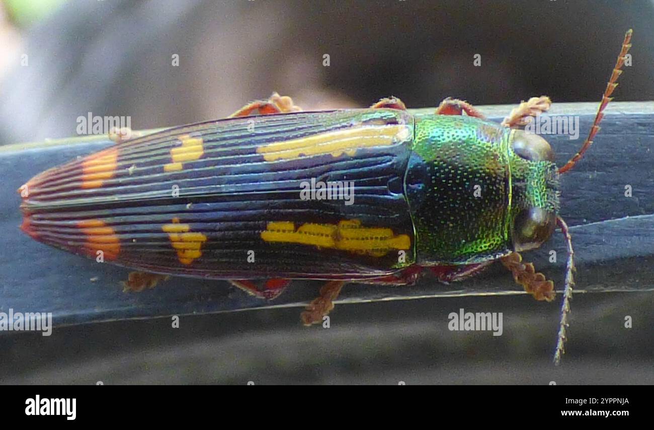 Red-legged Buprestis Beetle (Buprestis rufipes Stock Photo - Alamy