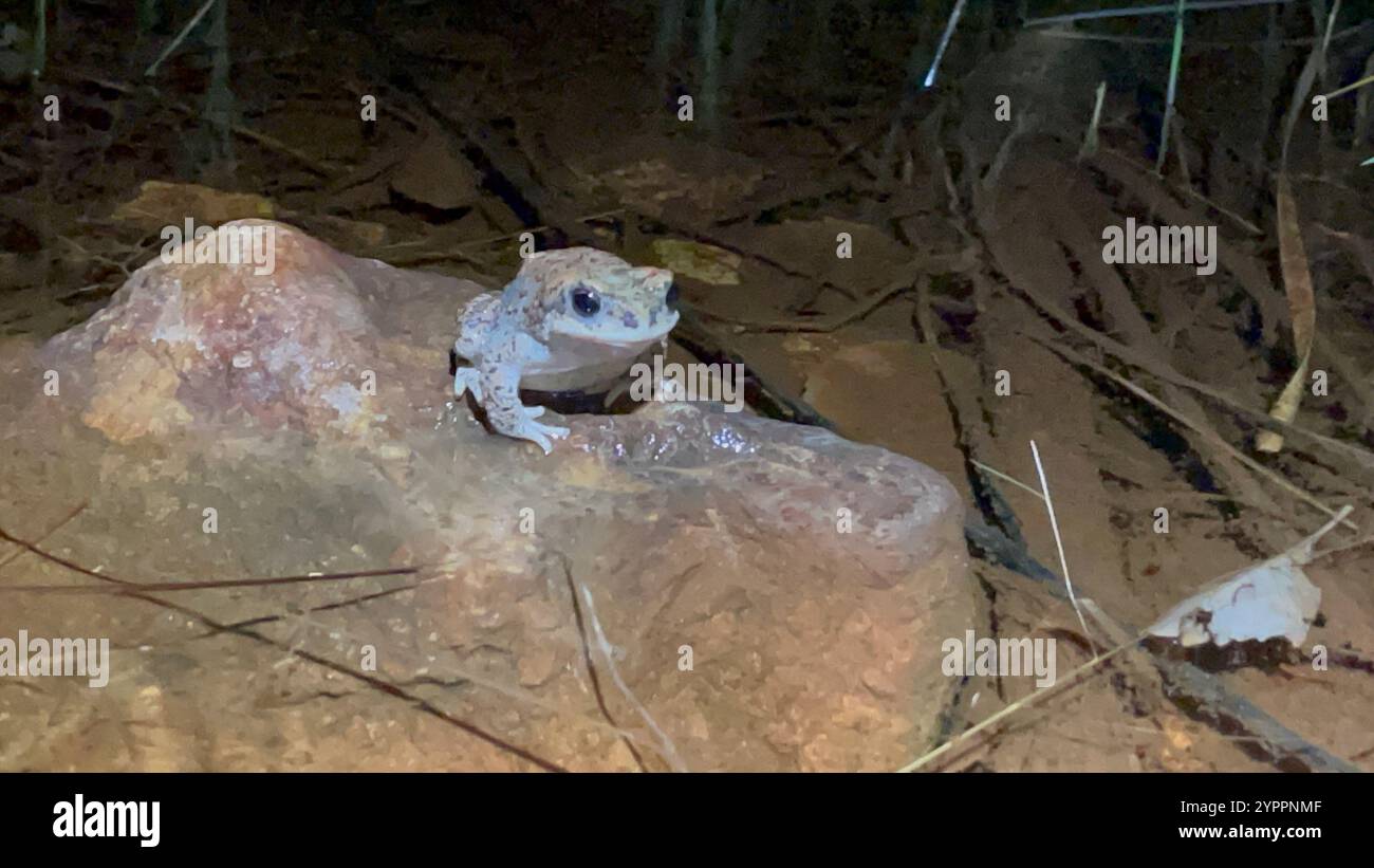 Red-spotted Toad (Anaxyrus punctatus Stock Photo - Alamy