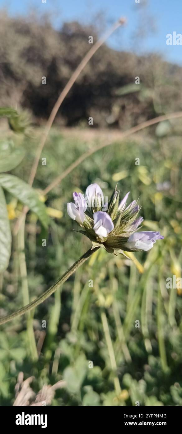 arabian pea (Bituminaria bituminosa Stock Photo - Alamy
