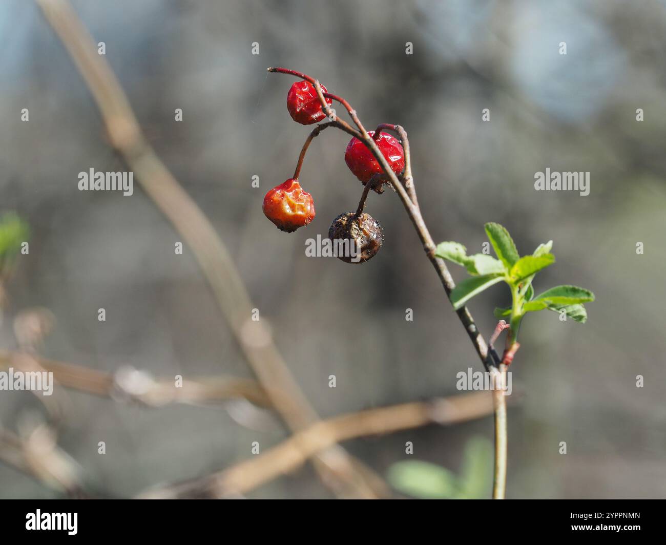 swamp rose (Rosa palustris Stock Photo - Alamy