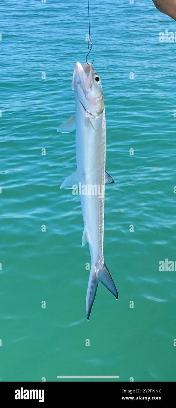 Ladyfish (Elops saurus Stock Photo - Alamy