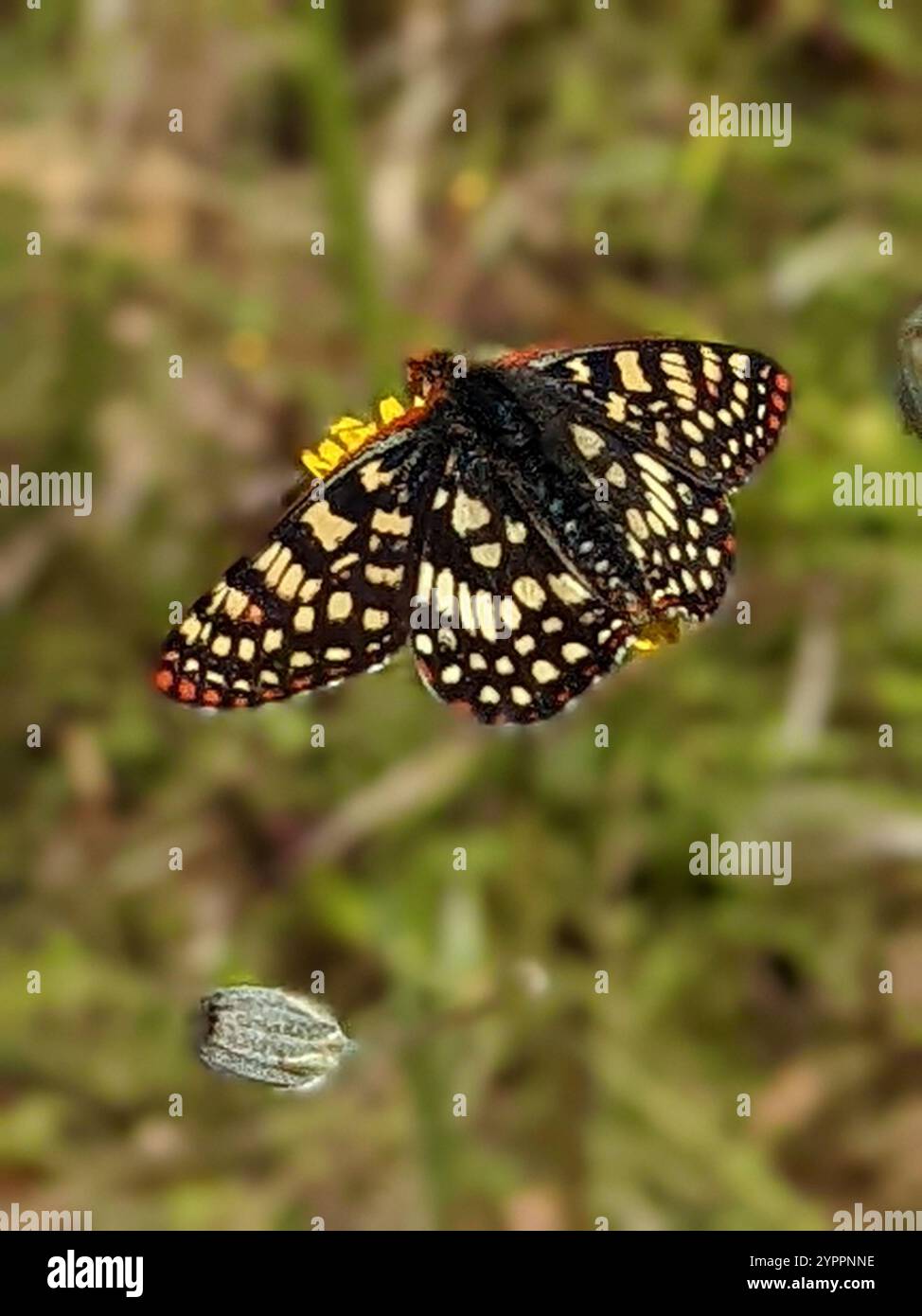 Variable Checkerspot (Euphydryas chalcedona Stock Photo - Alamy
