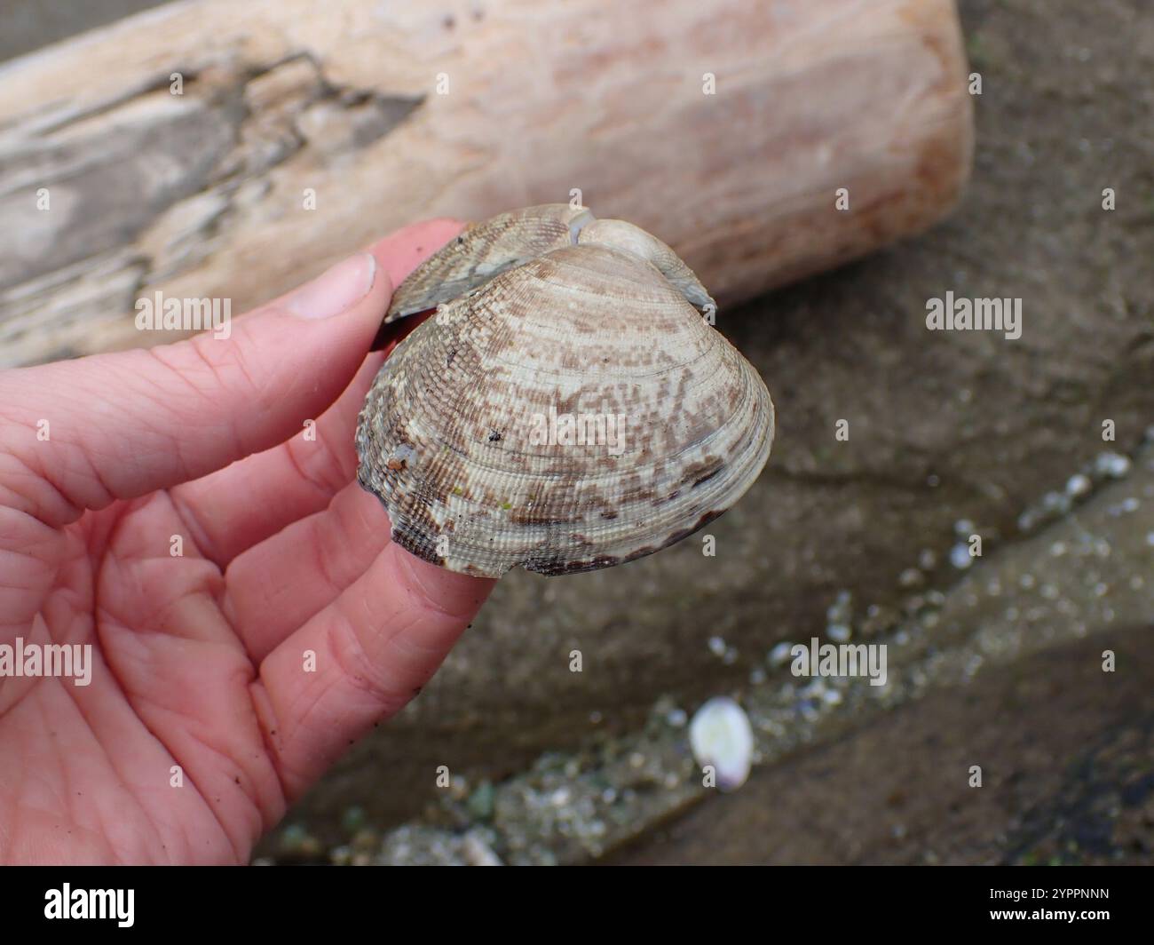 Japanese Littleneck (Ruditapes philippinarum Stock Photo - Alamy