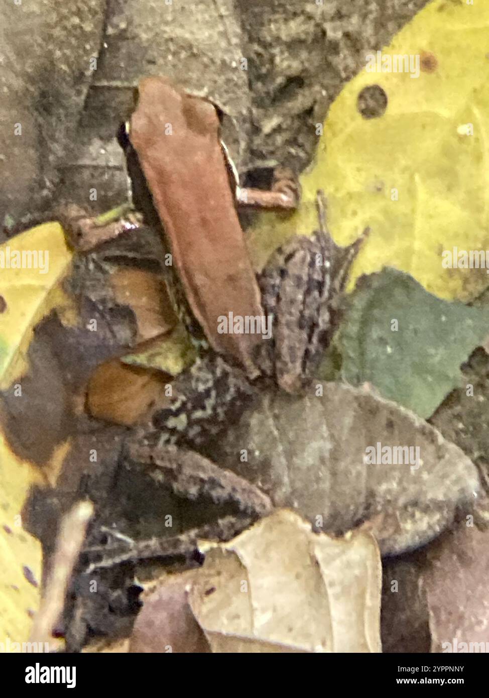 Cope's Assam Frog (Hydrophylax leptoglossa Stock Photo - Alamy