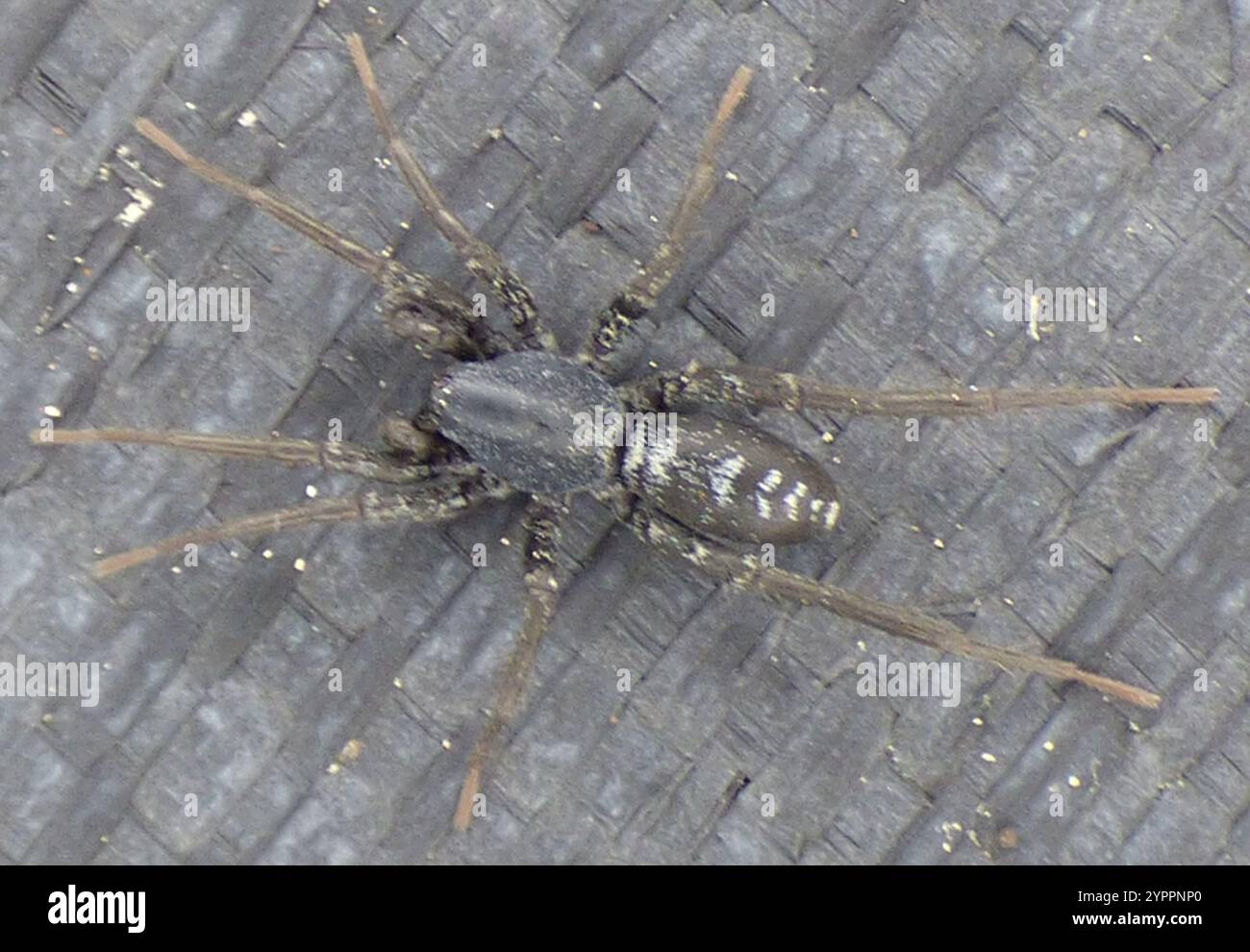 Ant-mimic Sac Spiders (Castianeira Stock Photo - Alamy