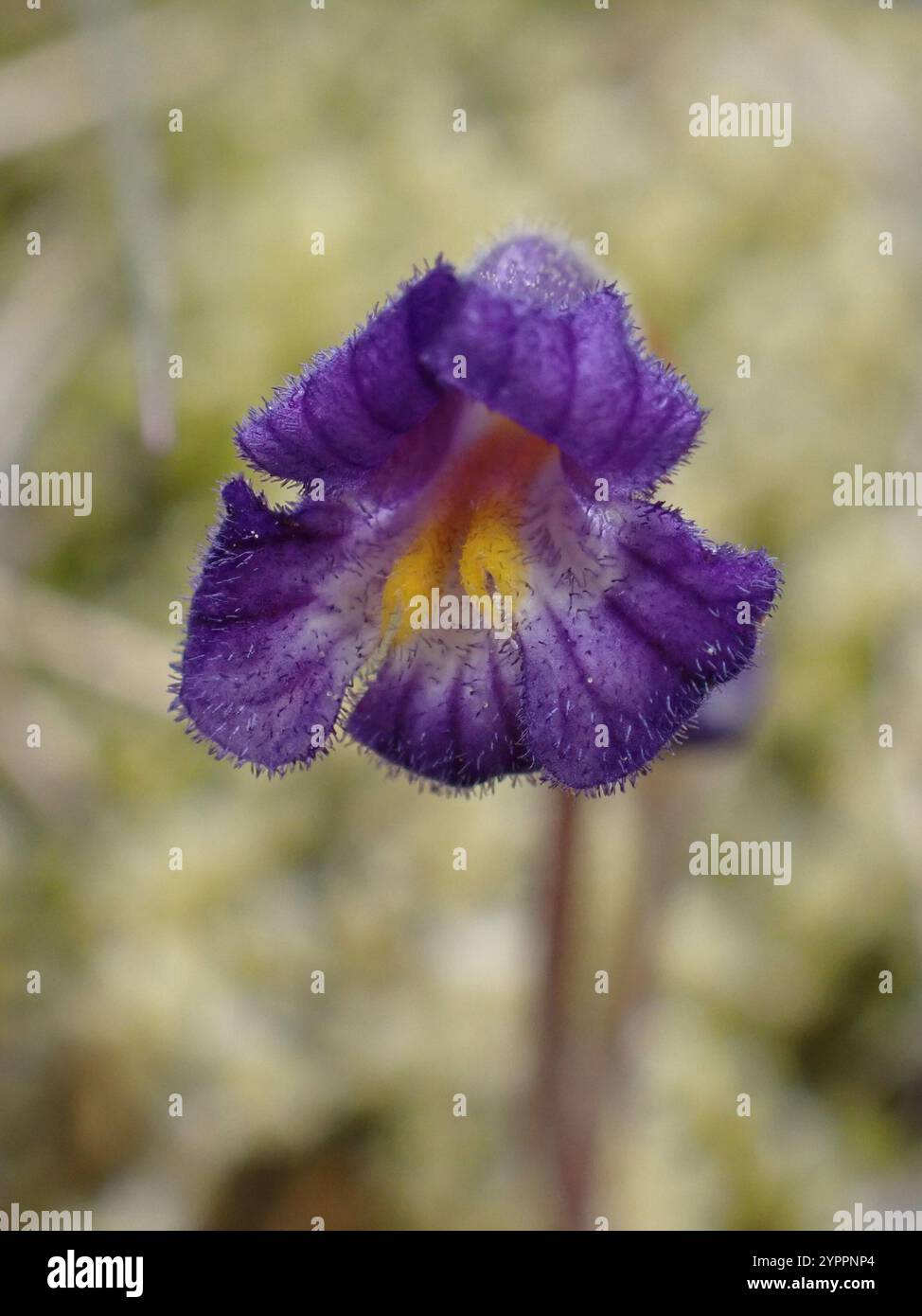 oneflower broomrape (Aphyllon purpureum Stock Photo - Alamy