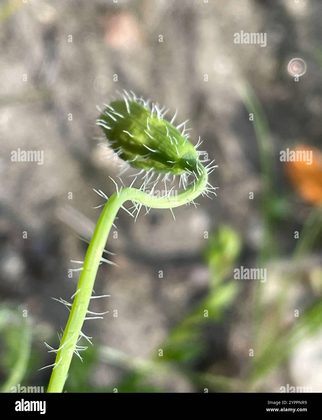 fire poppy (Papaver californicum Stock Photo - Alamy