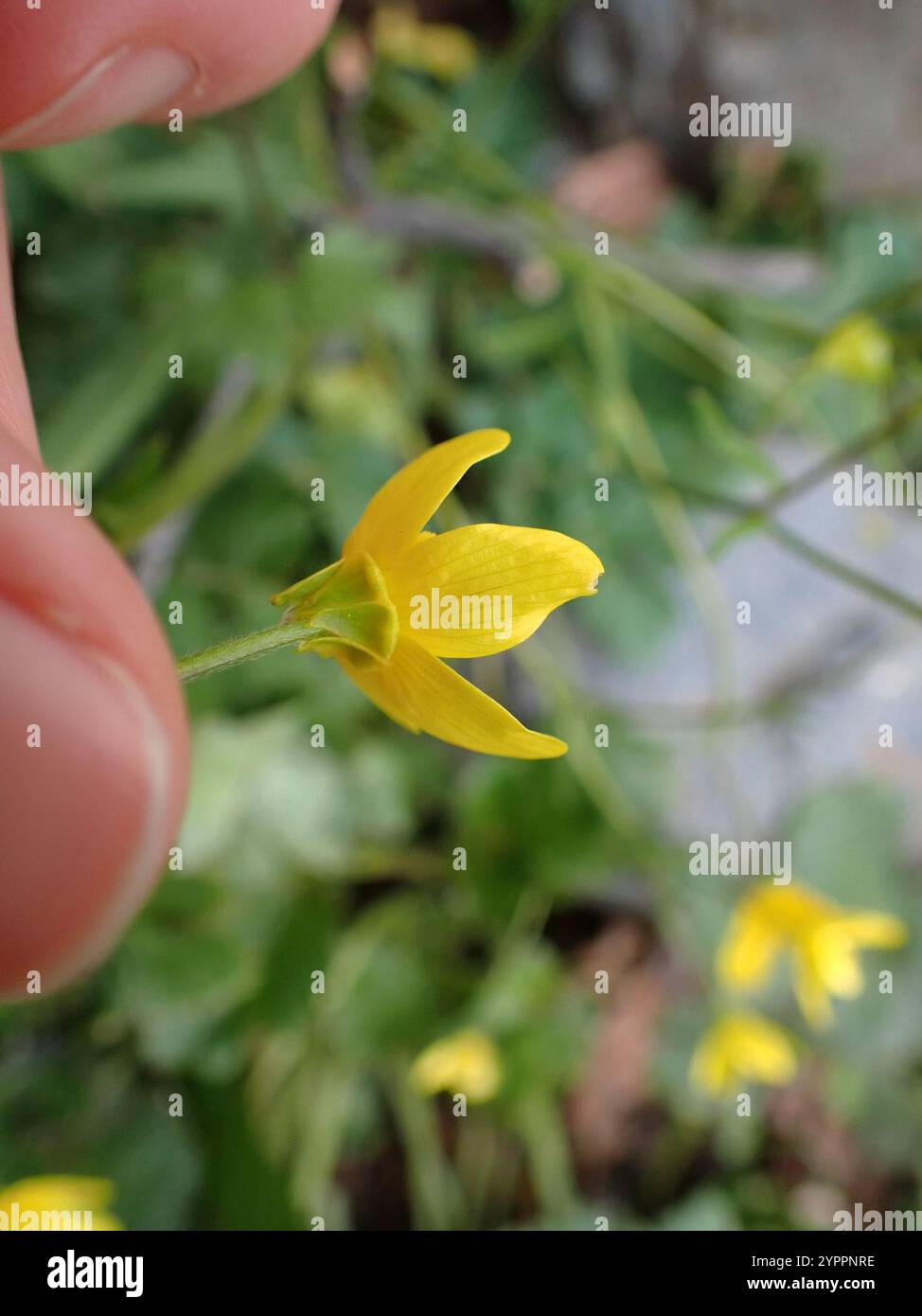 Western Buttercup (Ranunculus occidentalis Stock Photo - Alamy